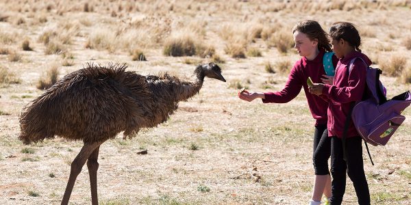 TIFF Review: Emu Runner | Live for Films