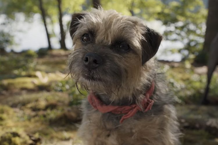 Will Ferrell and Jamie Foxx are Strays in the trailer for the new ...